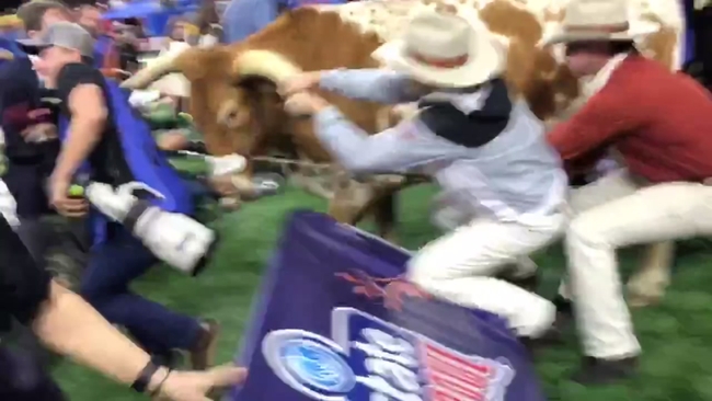 PETA calls for end to live college mascots after Texas Longhorns' Bevo ...