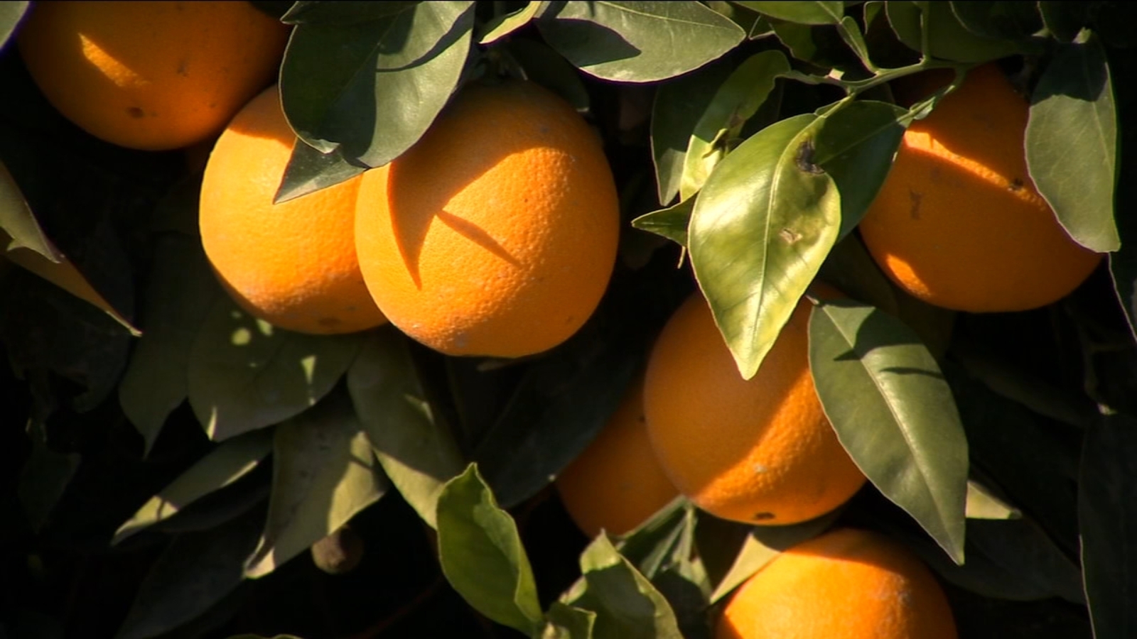 Citrus growers avoid major damage after hard freeze warning - ABC30 Fresno