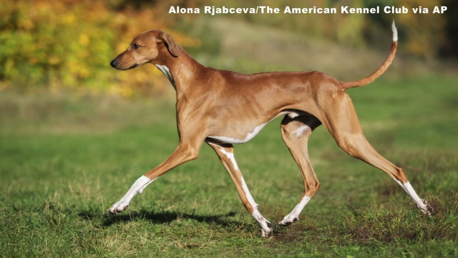 Azawakh dog: American Kennel Club adds new breed - ABC30 Fresno