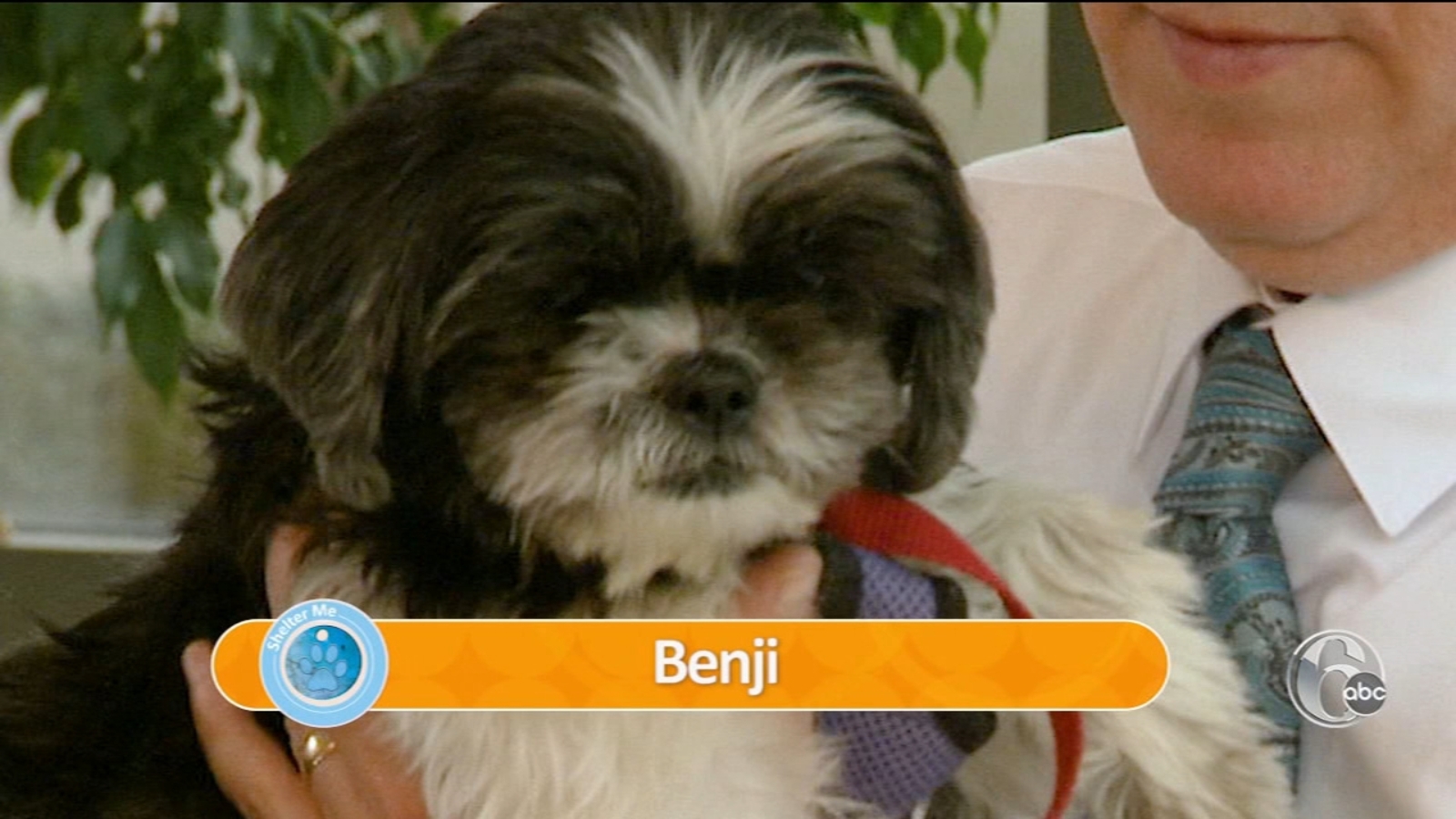 Paws Adoption Center - 6abc Philadelphia