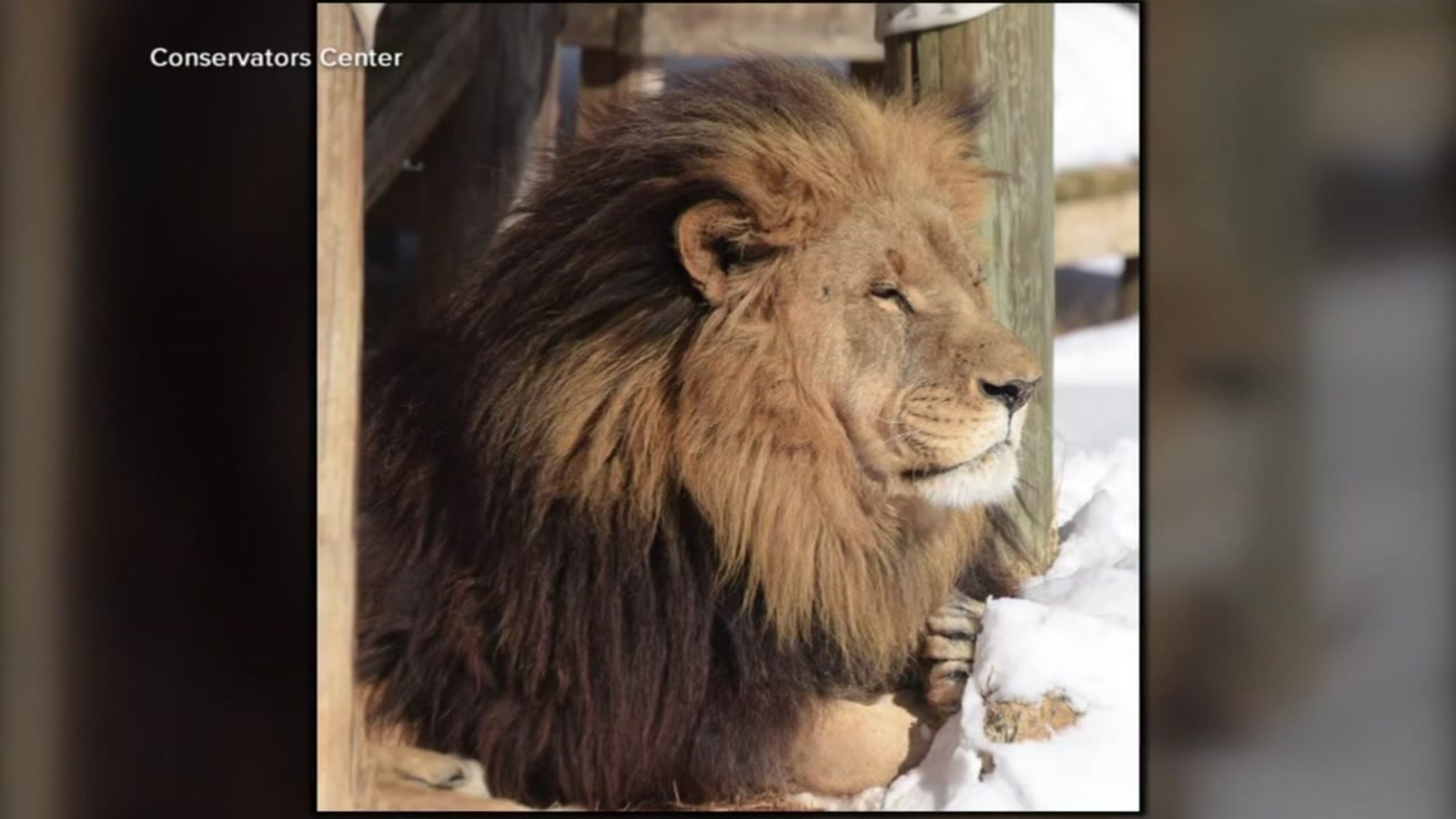 Lion Attack NC: USDA, OSHA investigating Conservators Center after ...