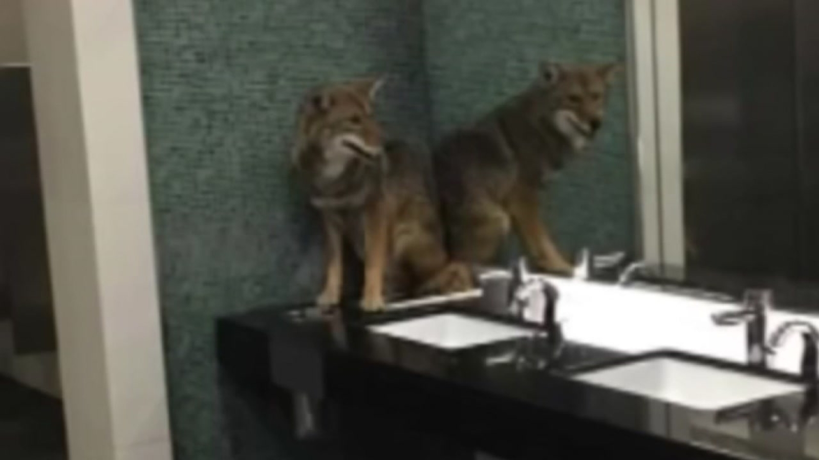 Coyote in the bathroom! Critter runs into Music City Center - ABC13 Houston