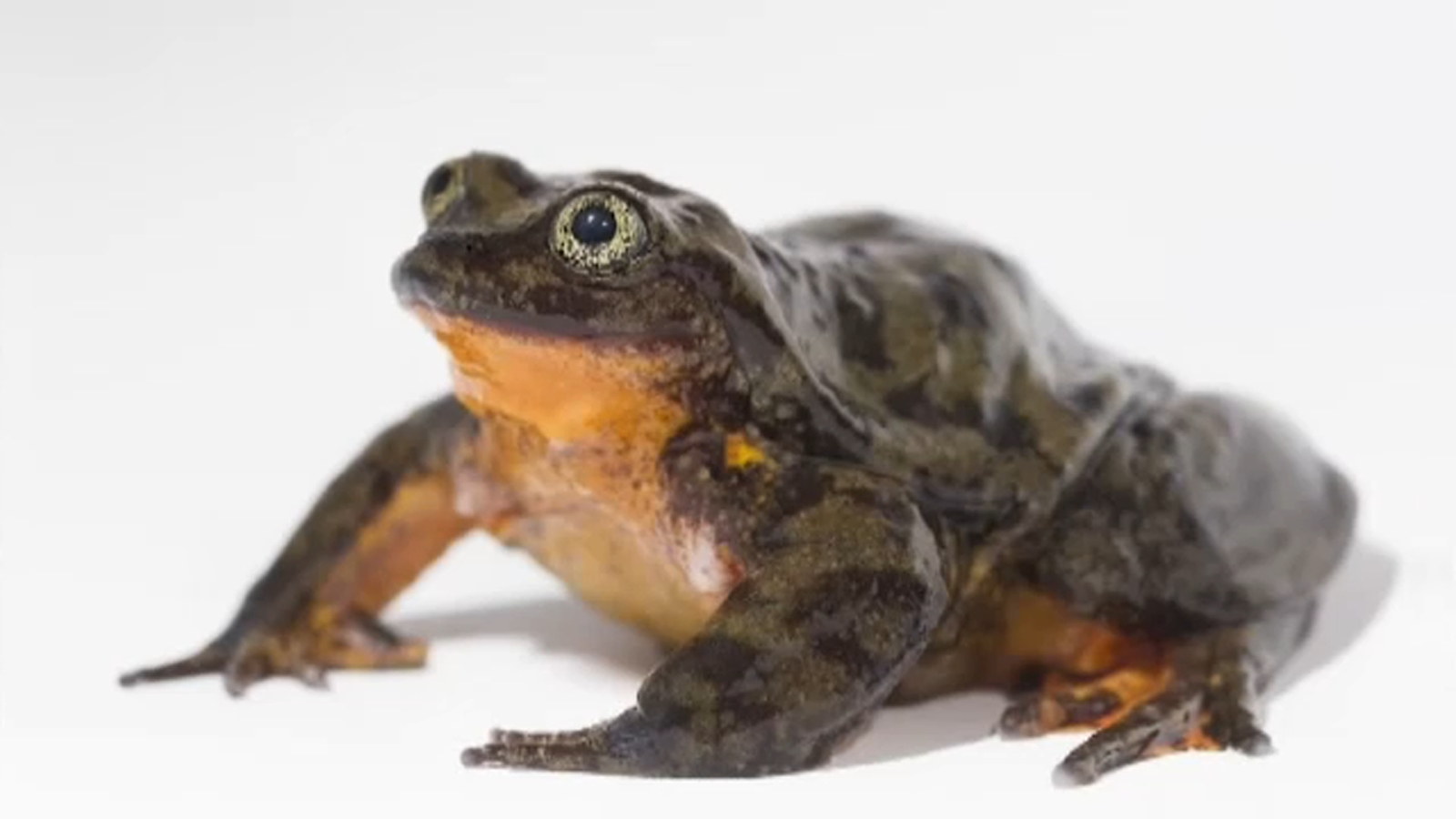Rare frog finds mate for reproduction via online dating profile - ABC13 ...