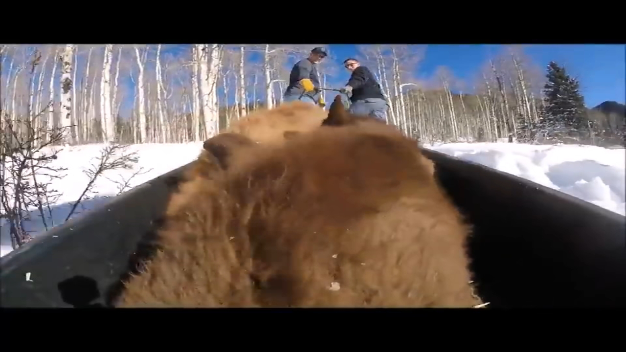 Bear In Snow Dens