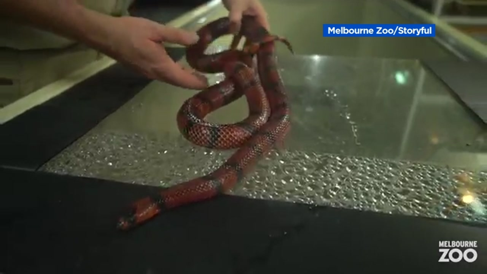 VIDEO: Reptiles at Melbourne Zoo up their fitness game with water ...