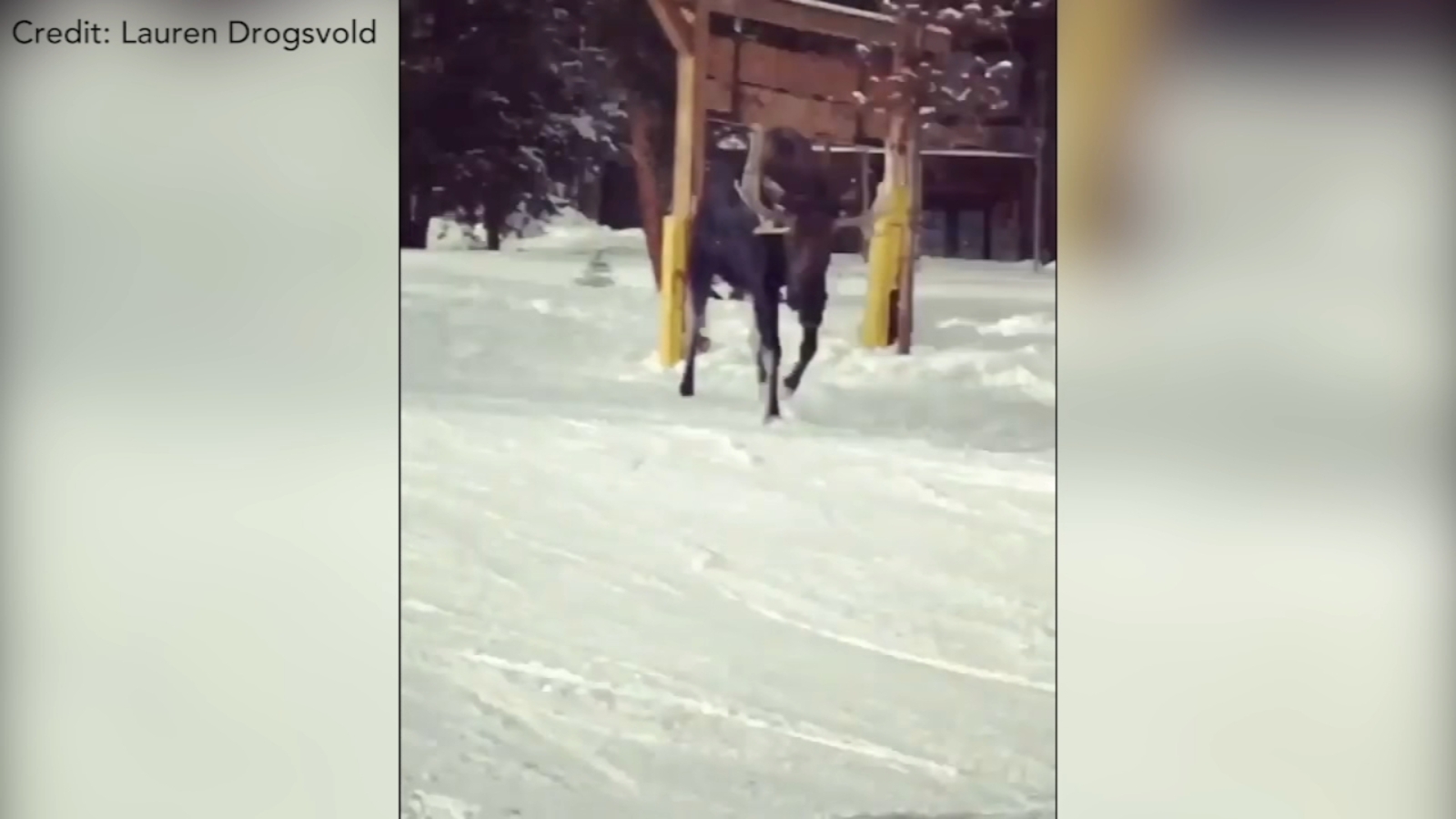 WOAH! Moose chases after skiers and snowboarders in Colorado - 6abc ...