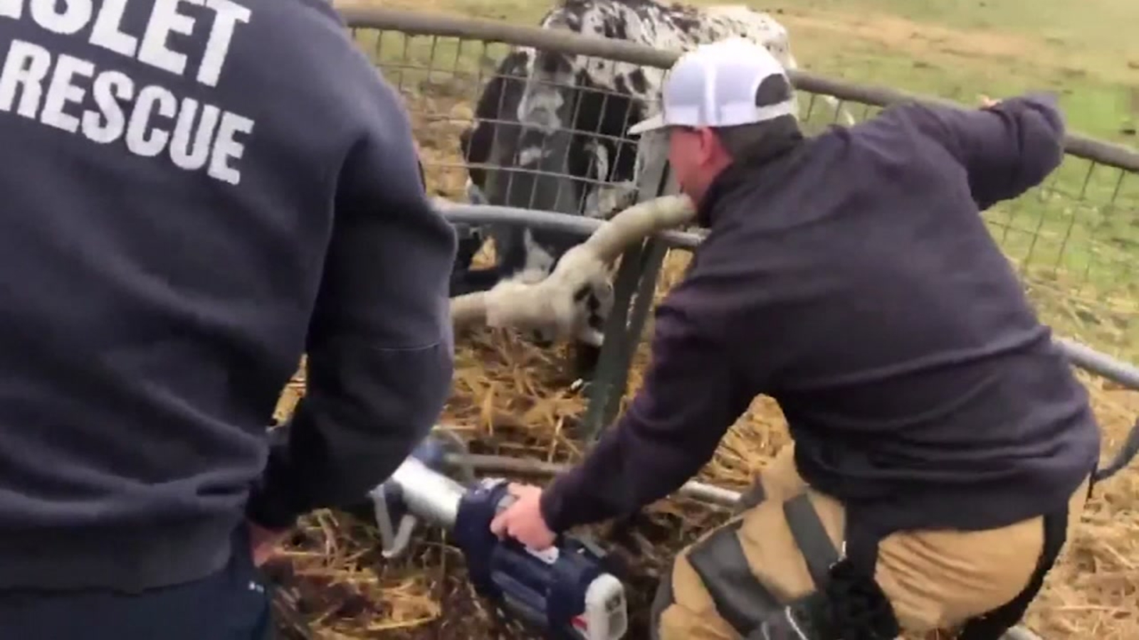 Texas firefighters use Jaws of Life to rescue entangled longhorn ...