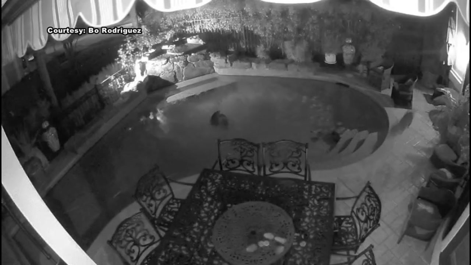 Raccoons' late night pool party in West University - ABC13 Houston