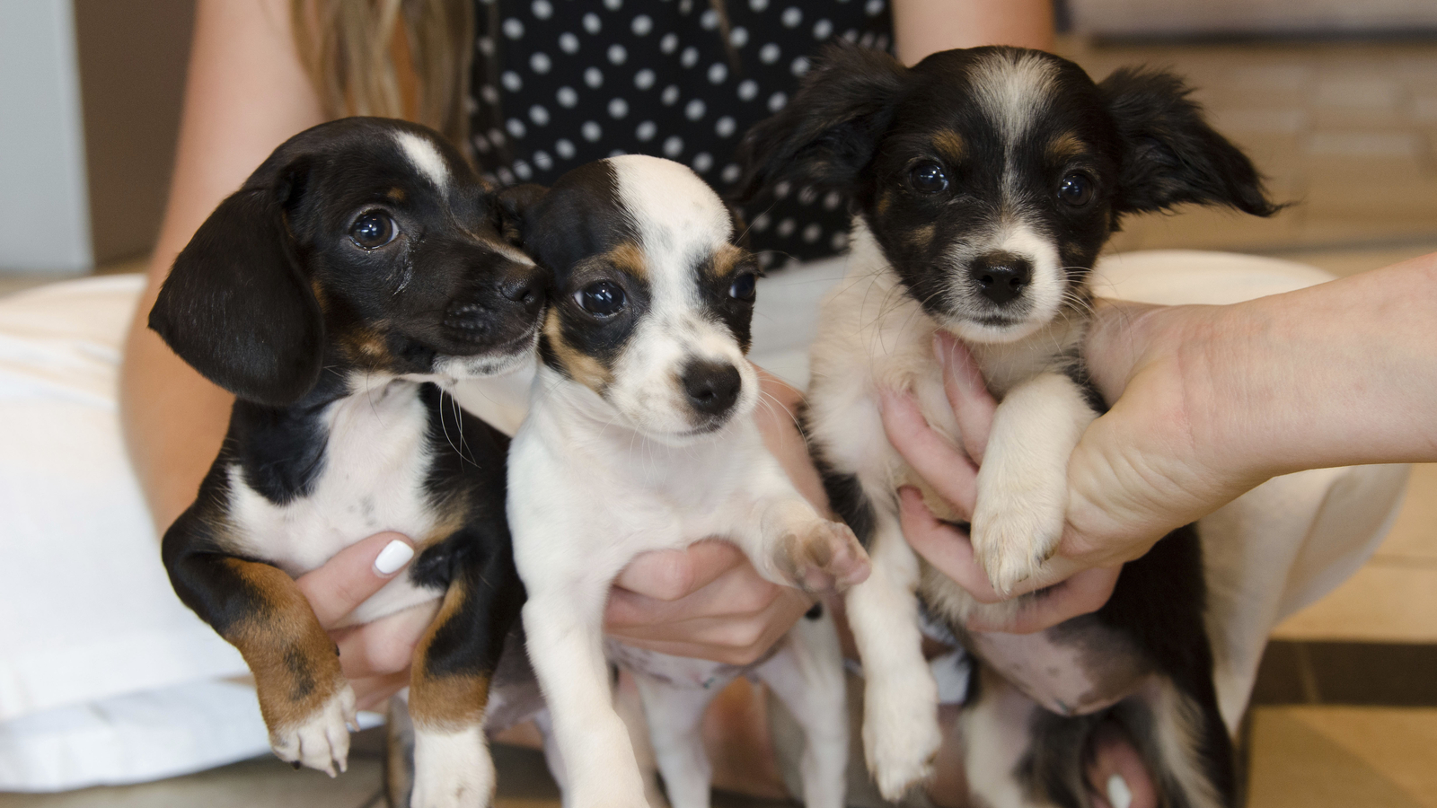 Houston Puppy Bowl to feature adoptable puppies at Axelrad - ABC13 Houston