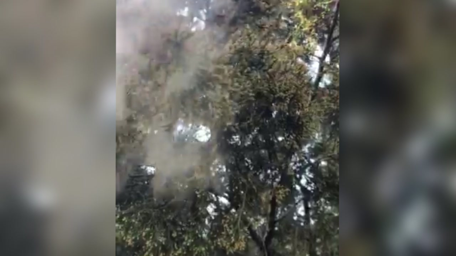 WATCH: Pollen floats off Cary bush in February - ABC11 Raleigh-Durham