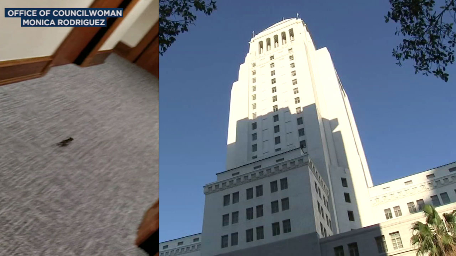 Video shows rat scurrying through part of Los Angeles City Hall amid ...