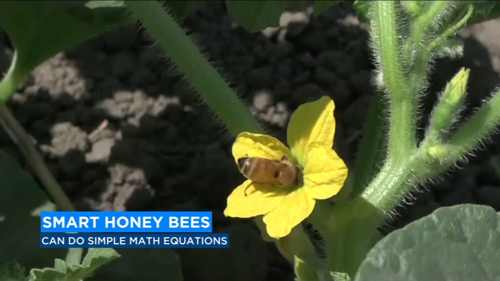 Honeybees can solve math equations, study finds - ABC30 Fresno