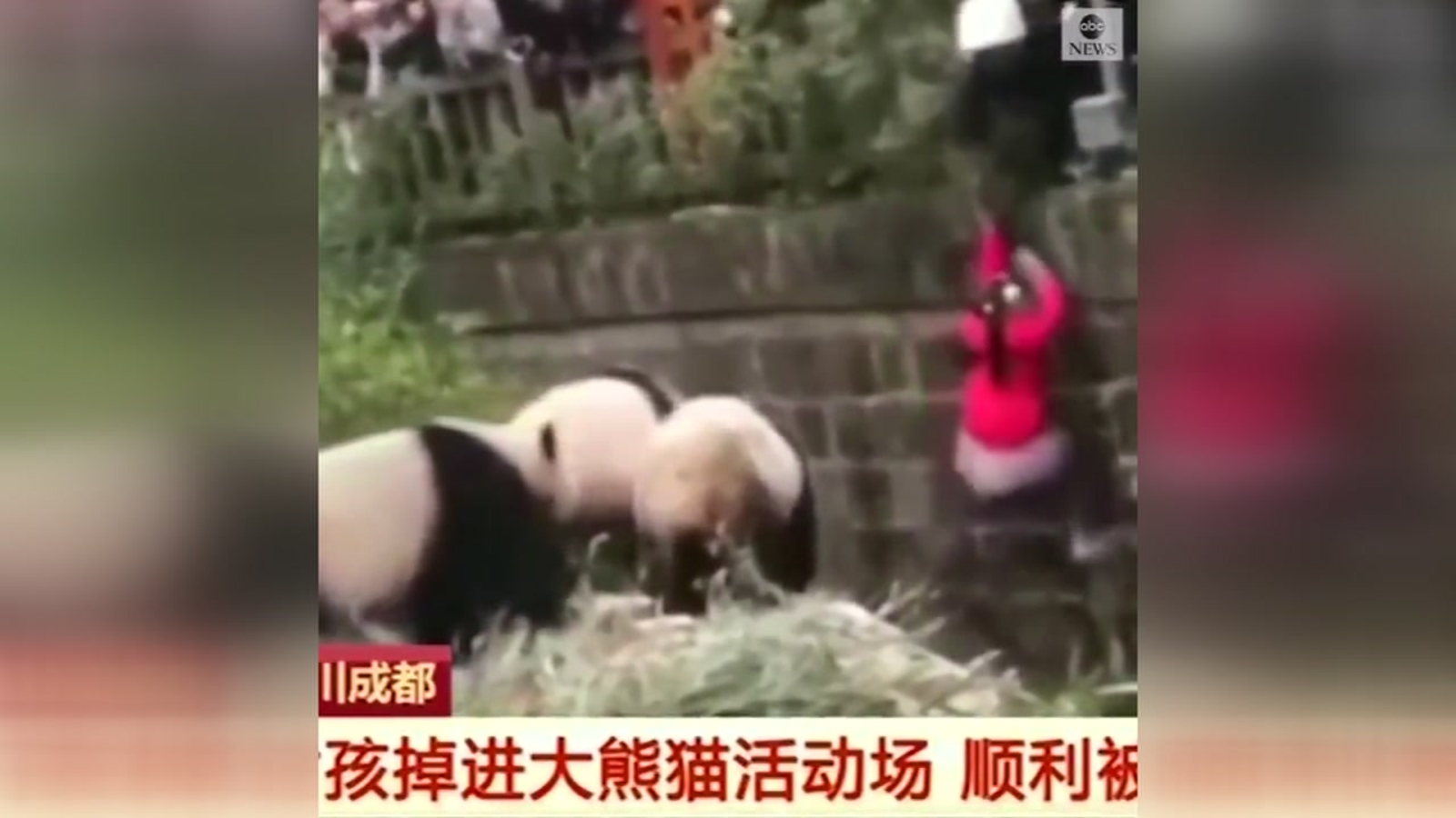 8-year-old rescued after falling into panda enclosure - ABC13 Houston