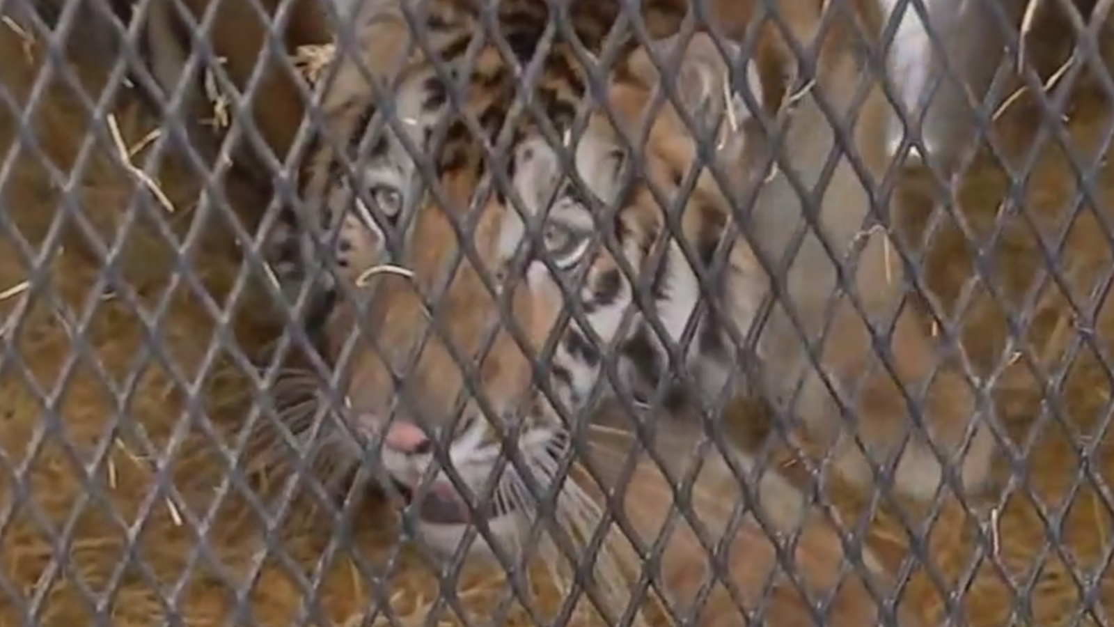 Tiger found abandoned inside vacant home in Houston - ABC7 New York