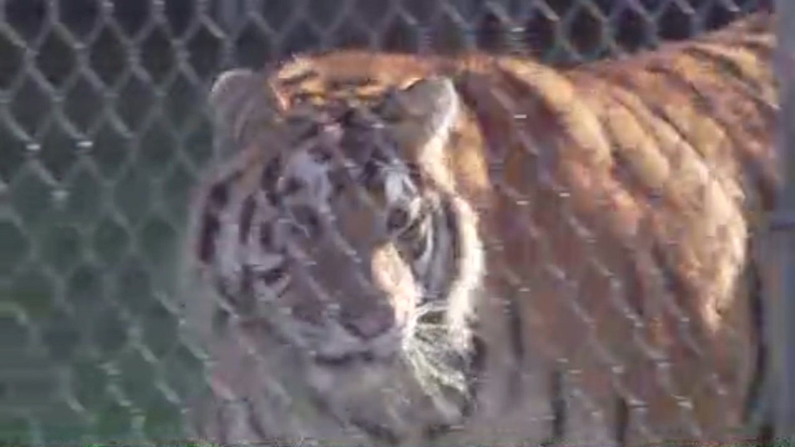 Tiger abandoned in cage to have own habitat at Texas sanctuary - ABC13 ...