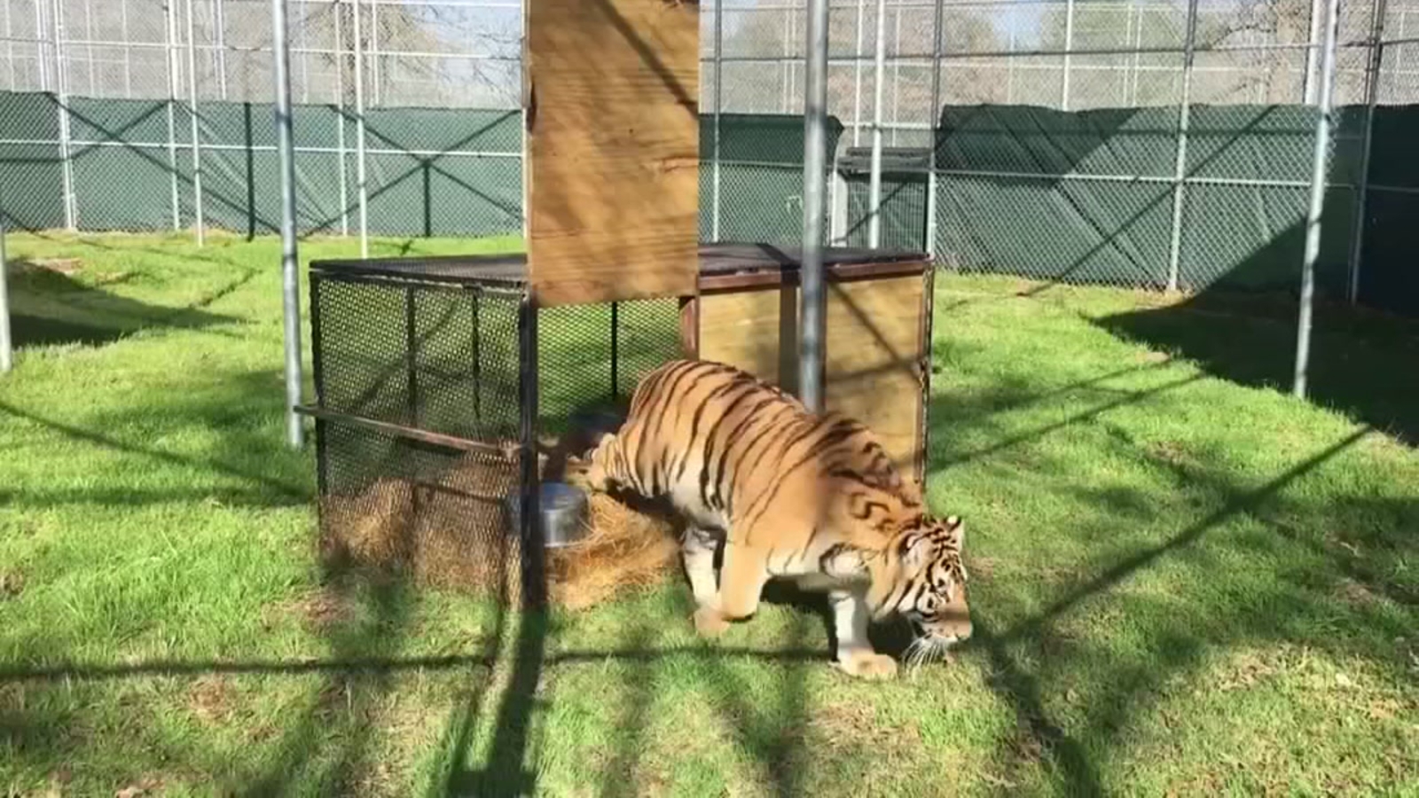 Tiger steps onto grass for first time - ABC13 Houston
