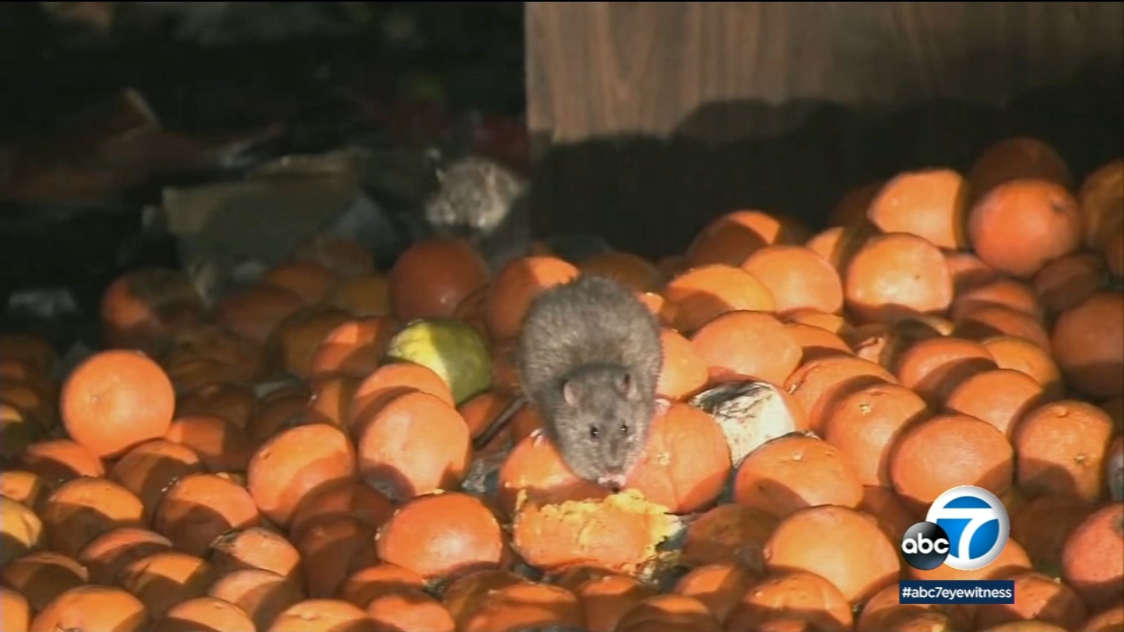 Los Angeles city leaders continue to work on rodent problem in City ...