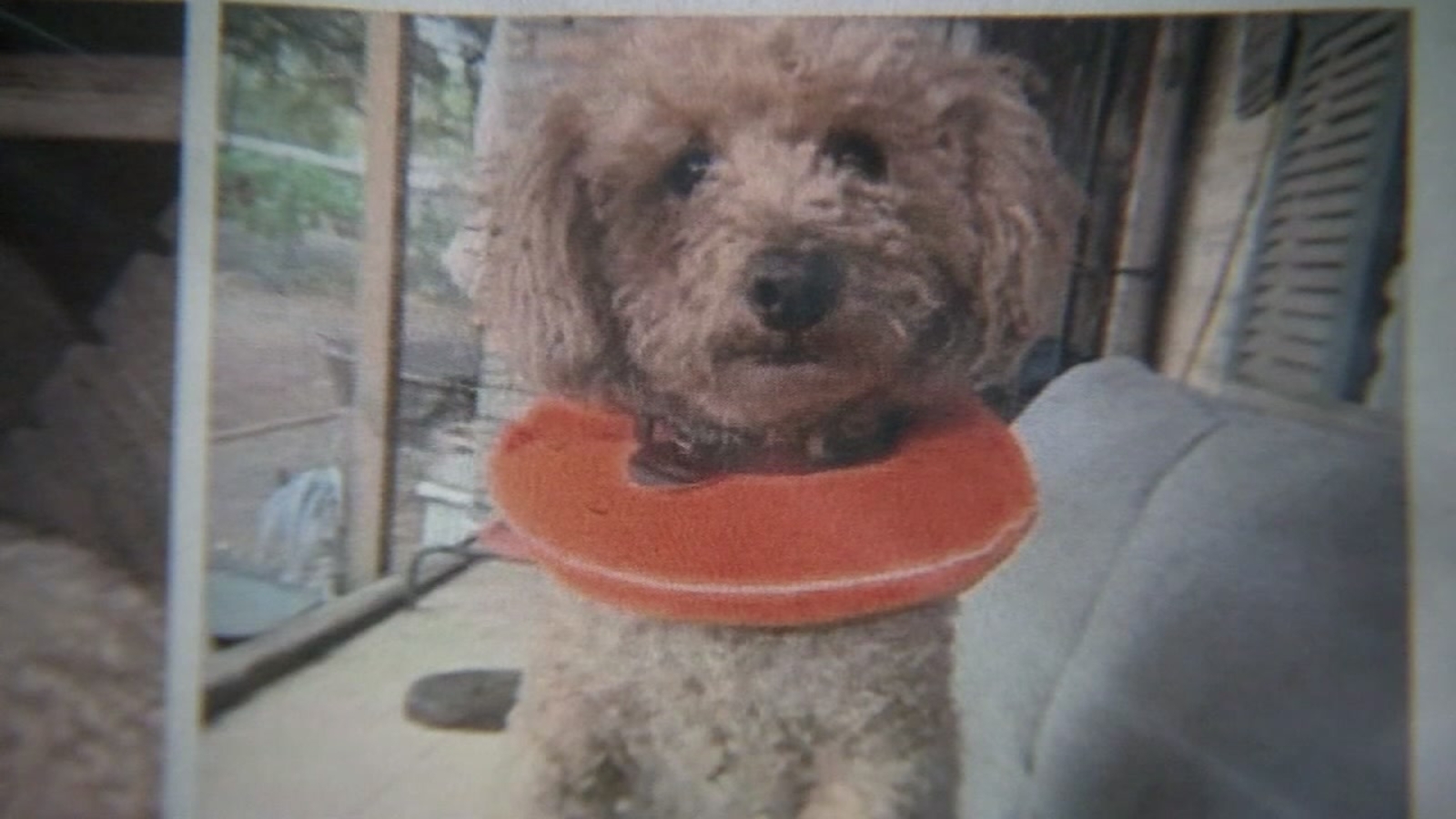 Cher Pesses offering $1000 reward and truck for missing dog Cheeto ...