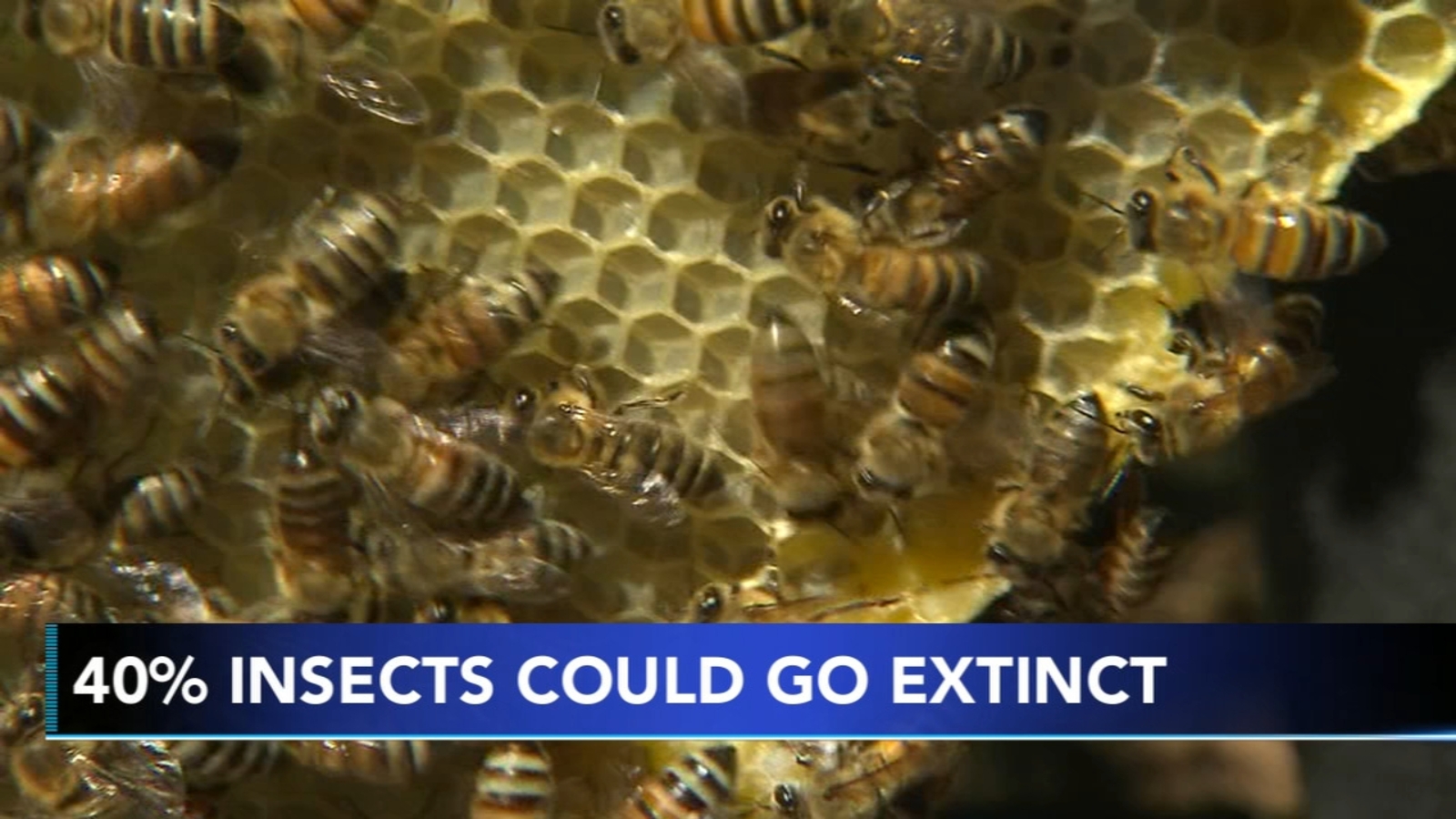 Study: World's insect population is in peril - 6abc Philadelphia