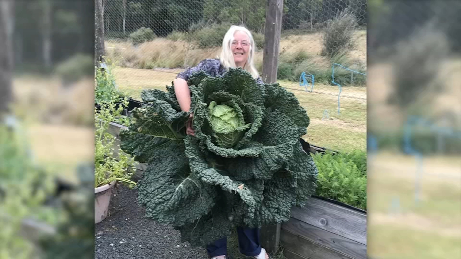 Australian couple grows giant cabbage - 6abc Philadelphia