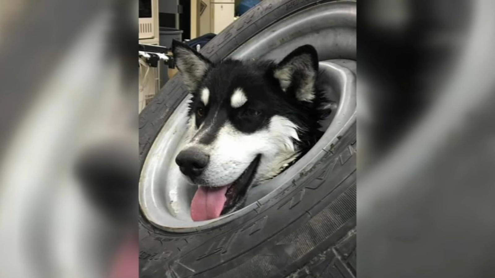Rescuers work to free dog's head from spare tire - ABC13 Houston