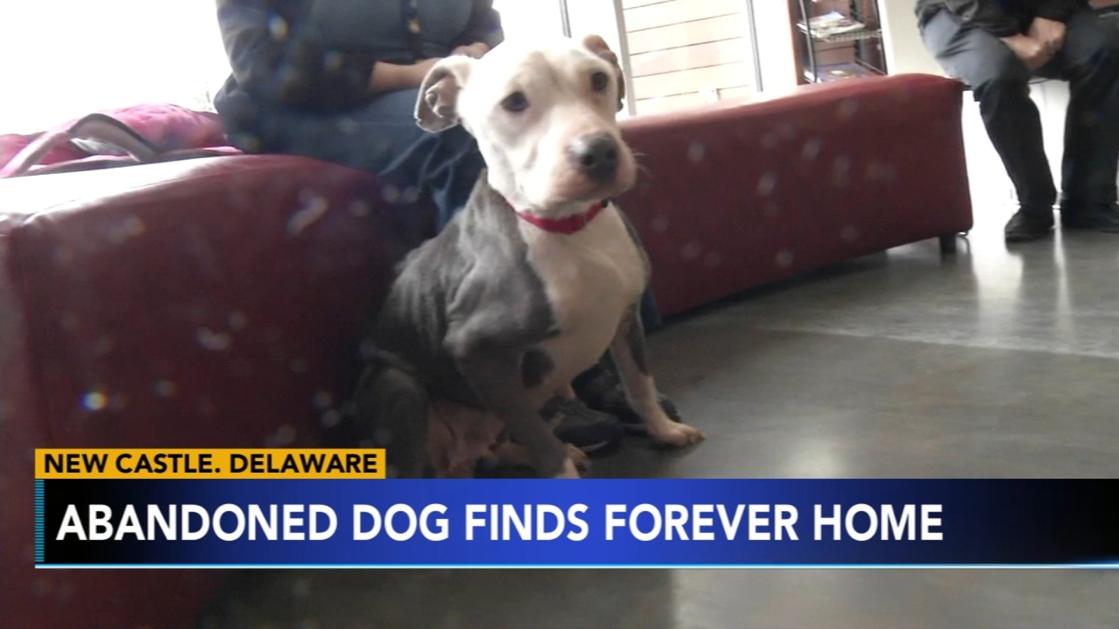 Abandoned dog found with heartbreaking note finds her 'furever' home ...