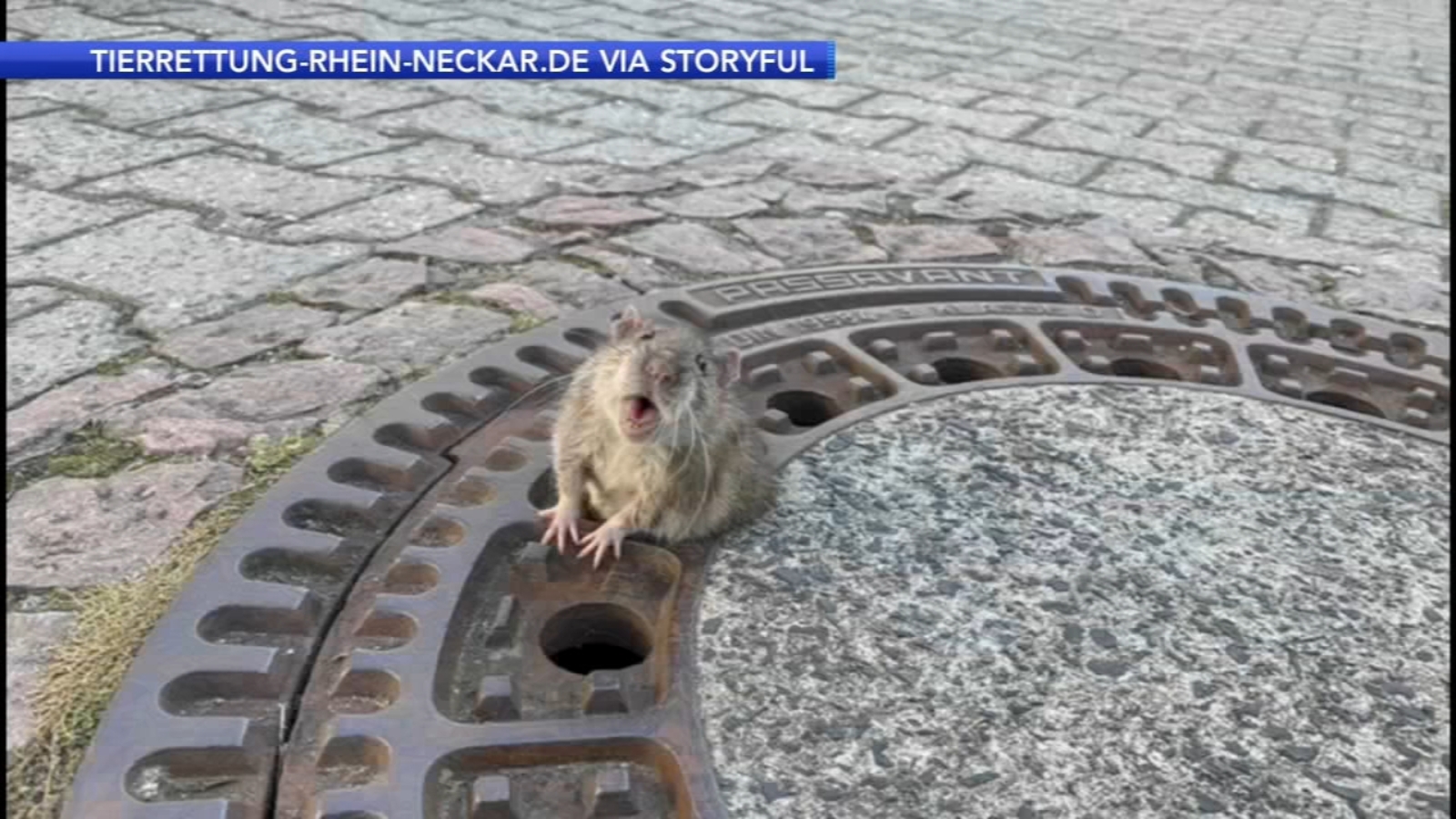 Rotund rat rescued from sewer cover in Germany - 6abc Philadelphia