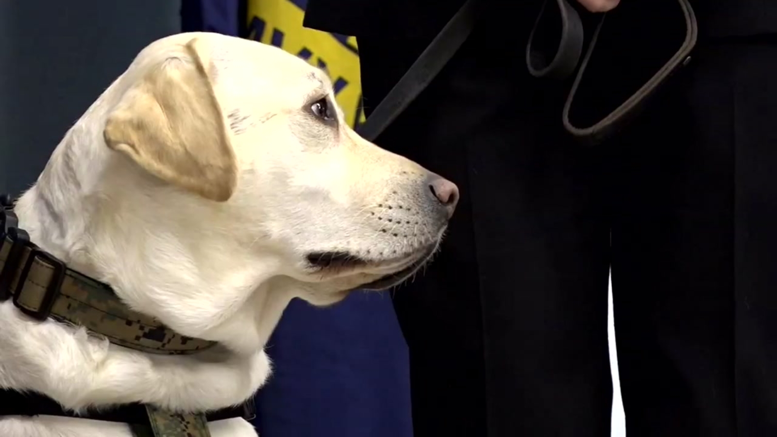 George HW Bush's dog Sully sworn in as service dog for wounded veterans ...