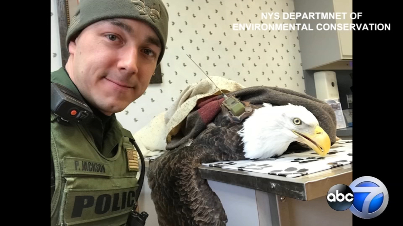 Injured bald eagle rescued from New York roadway - 6abc Philadelphia