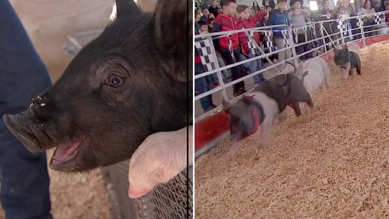RACING PORKERS: Pig races entertain RodeoHouston fans - ABC13 Houston