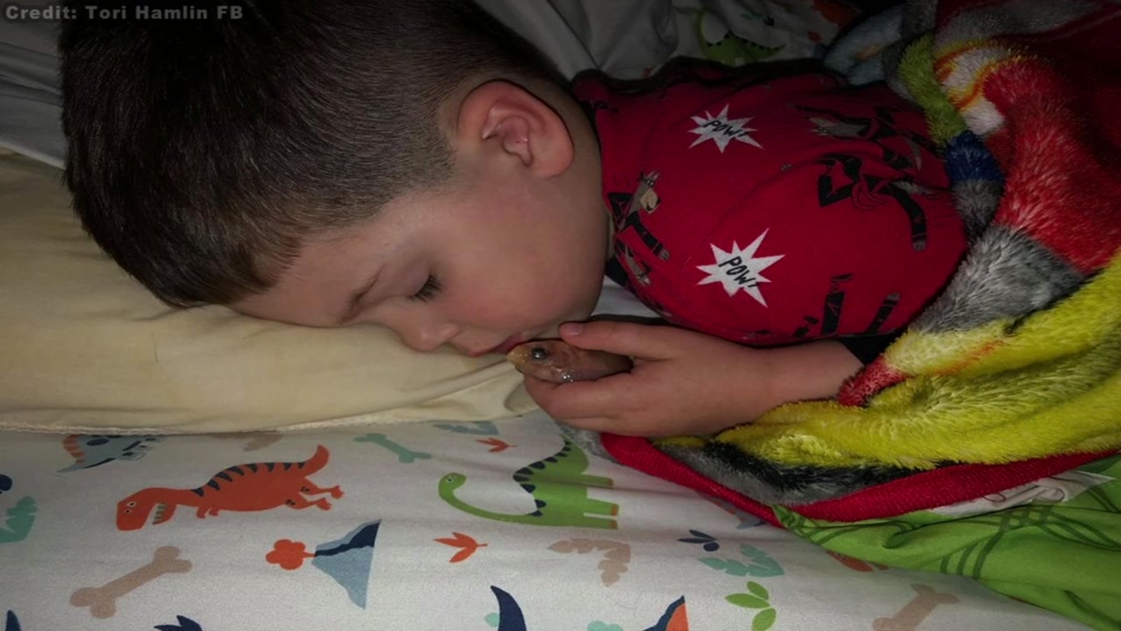 4-year-old Georgia boy accidentally kills fish after cuddling it - ABC7 ...