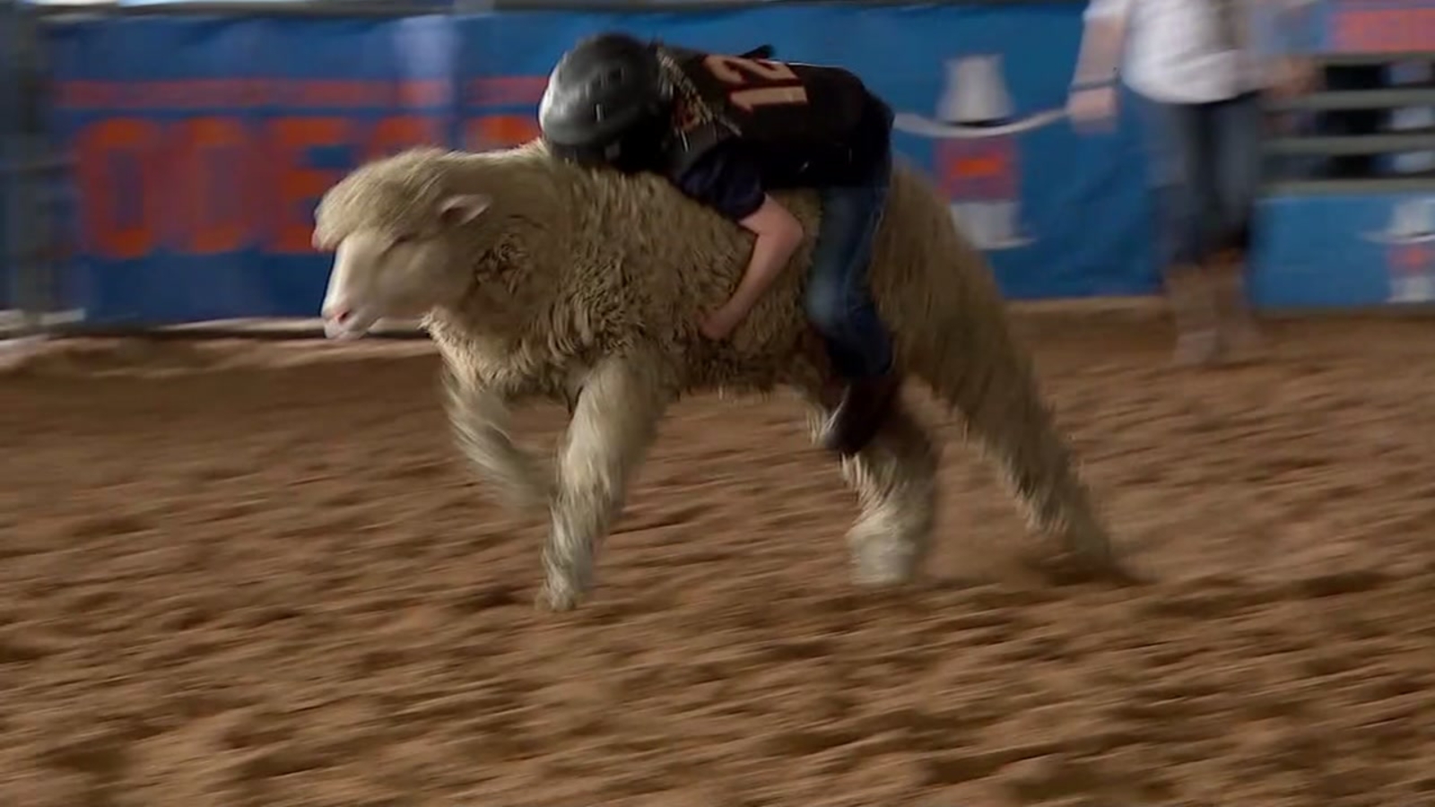 Mutton Bustin': The cutest part of the Houston Livestock Show and Rodeo ...