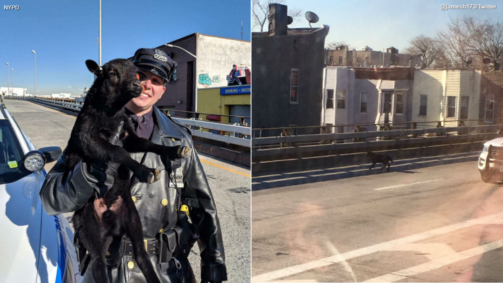 Officer rescues baby lamb wandering along a highway in New York - ABC13 ...