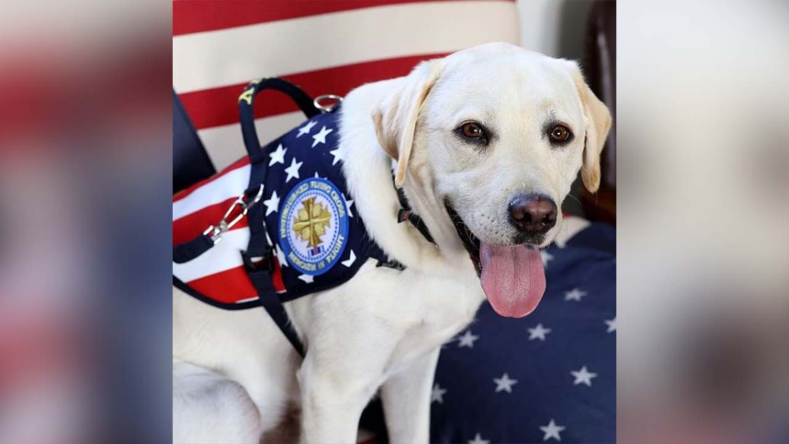 George HW Bush's service dog Sully honored with American Kennel Club ...
