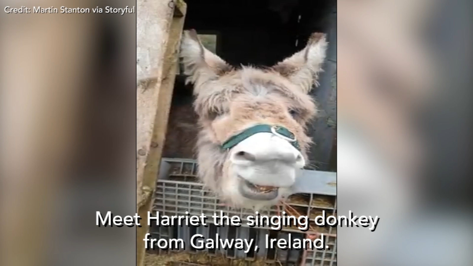 Singing donkey performs song just in time for spring - 6abc Philadelphia