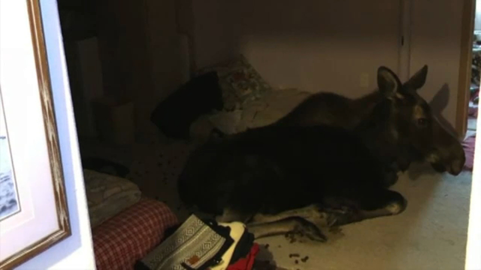 Mom rescues daughter after moose crashes through window in Colorado ...