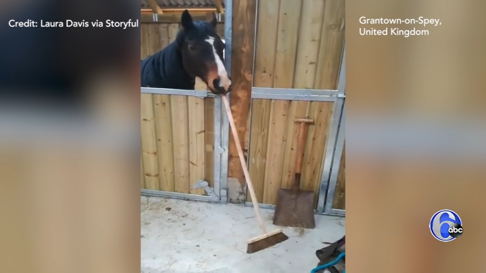 Horse gets to work sweeping barn floor - 6abc Philadelphia