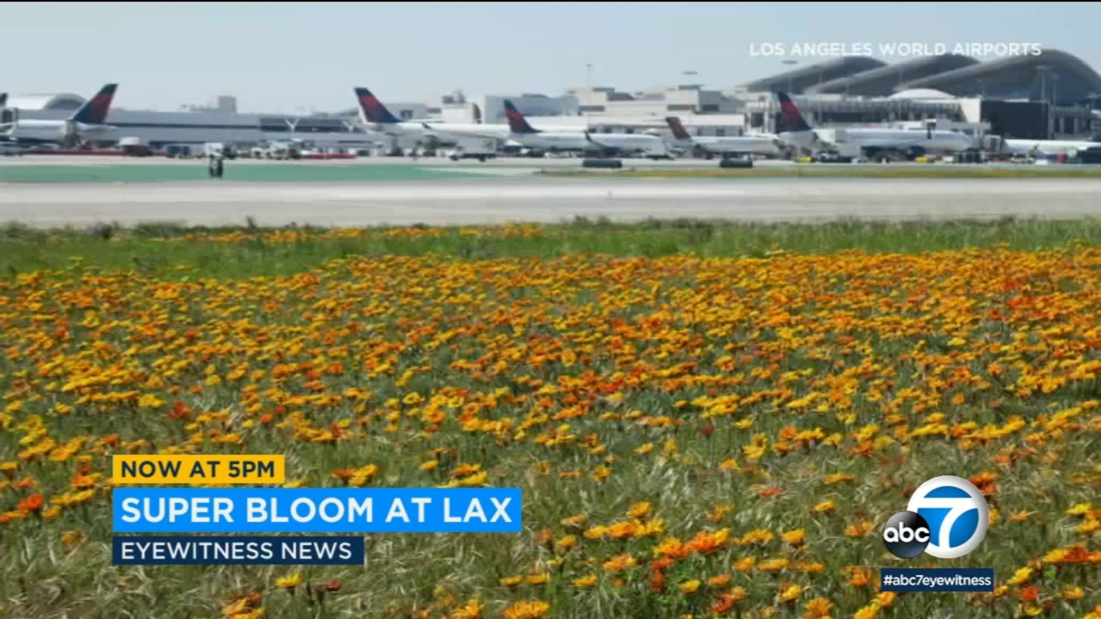 Wildflower super bloom lining the runways at LAX - ABC7 Los Angeles