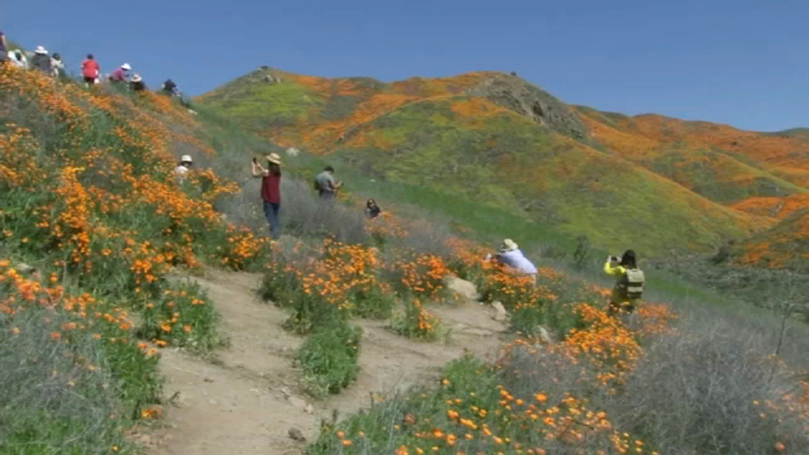 Lancaster super bloom becomes new hot spot, putting poppies in danger ...