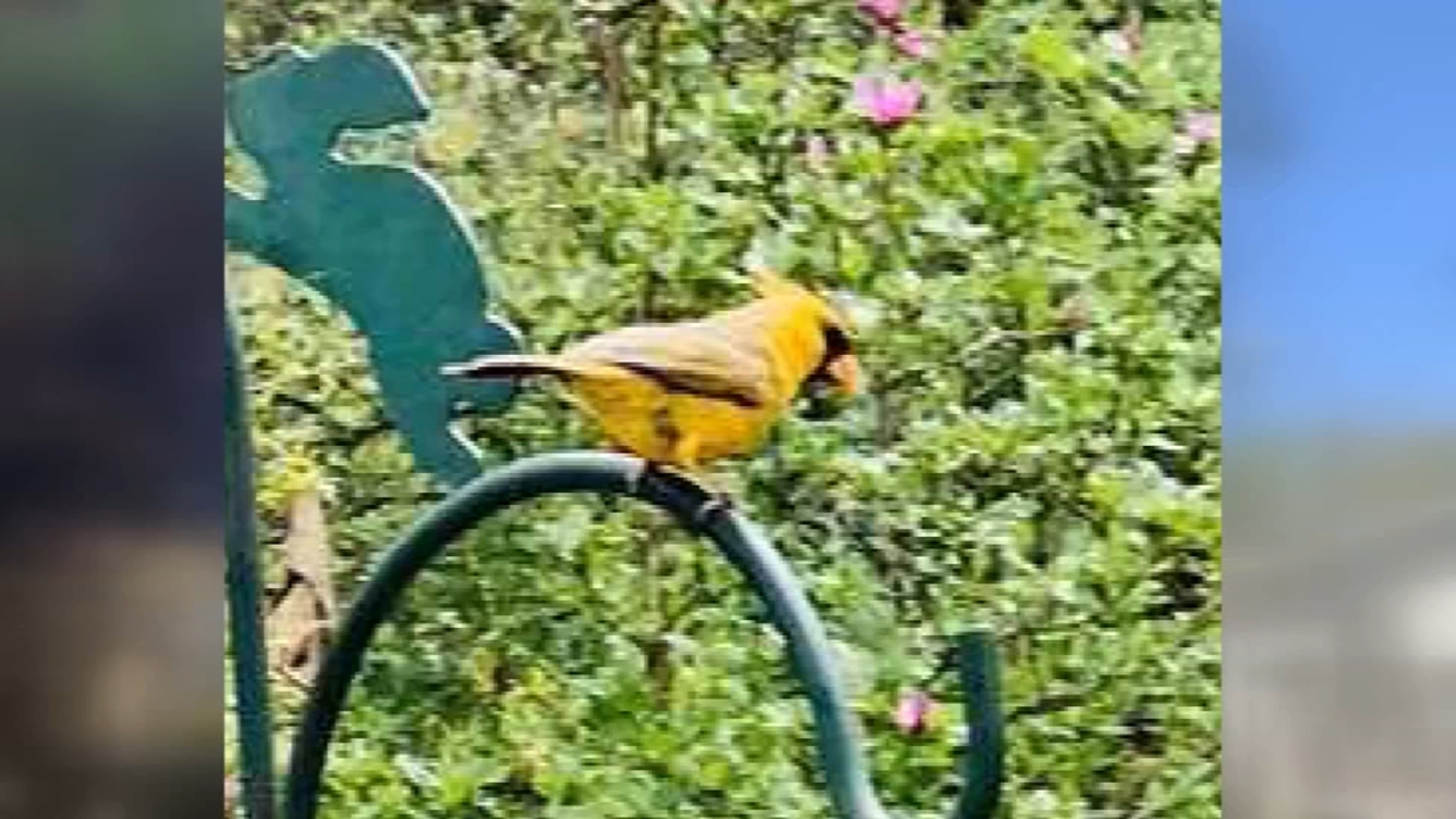 Rare yellow cardinal spotted in Alabama woman's yard - ABC7 Chicago