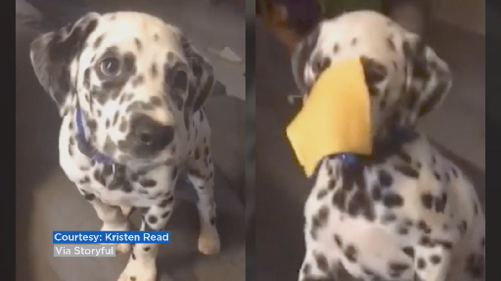 Dalmatian pup puzzled by 'cheese challenge' - ABC13 Houston