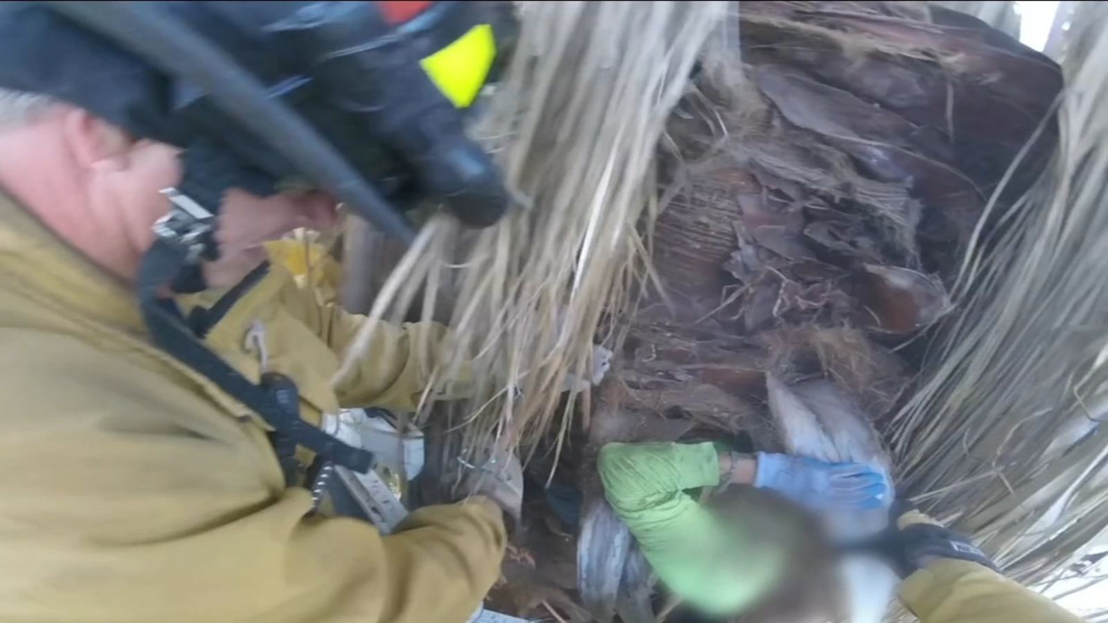 Helmet cam captures the rescue of a man trapped between fronds while ...