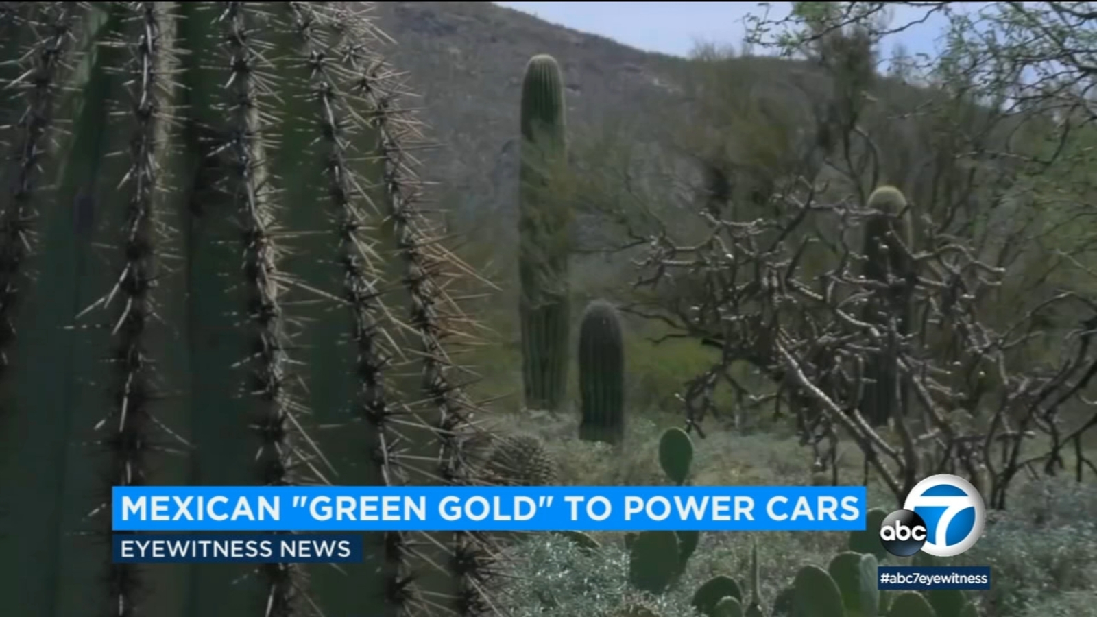 Mexican company using cactus puree to produce biofuel - ABC13 Houston