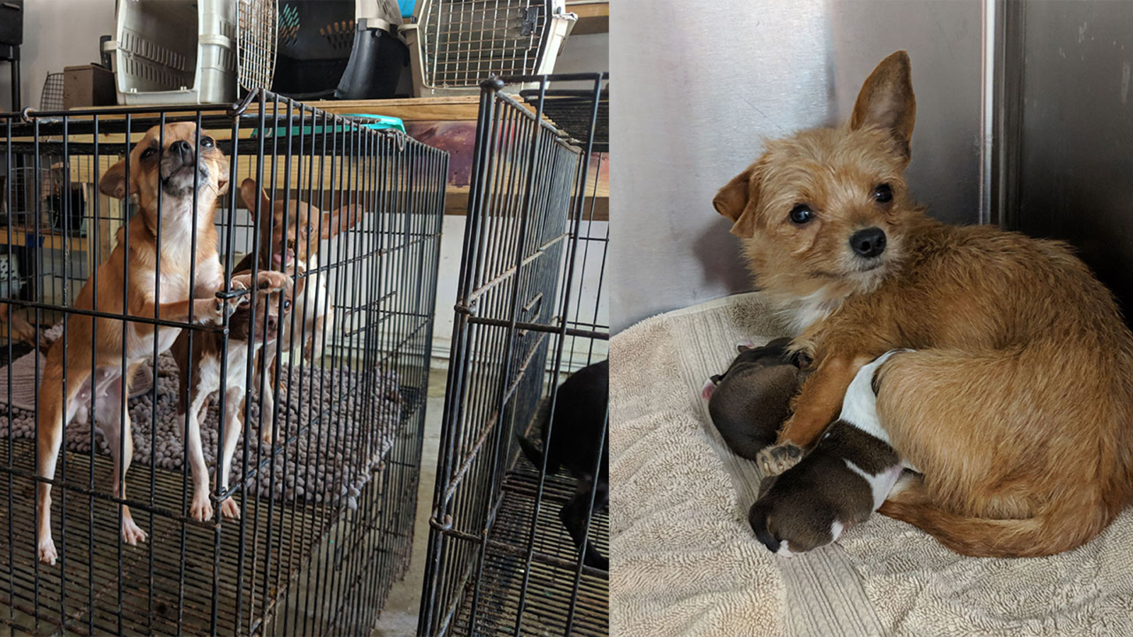 76 dogs rescued from deplorable conditions on Texas property - ABC13 ...