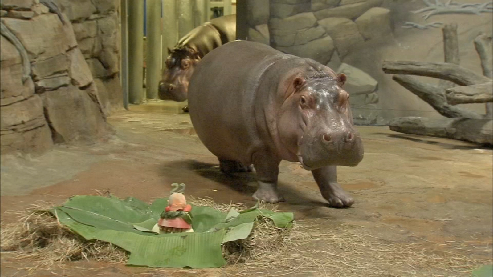 Button the Hippo turns 22 - 6abc Philadelphia