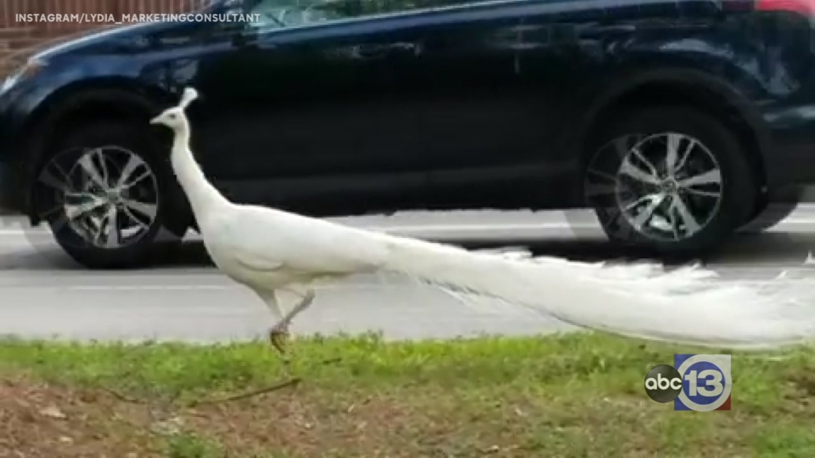 White peacock struts down Memorial Drive near Buffalo Bayou in Houston ...