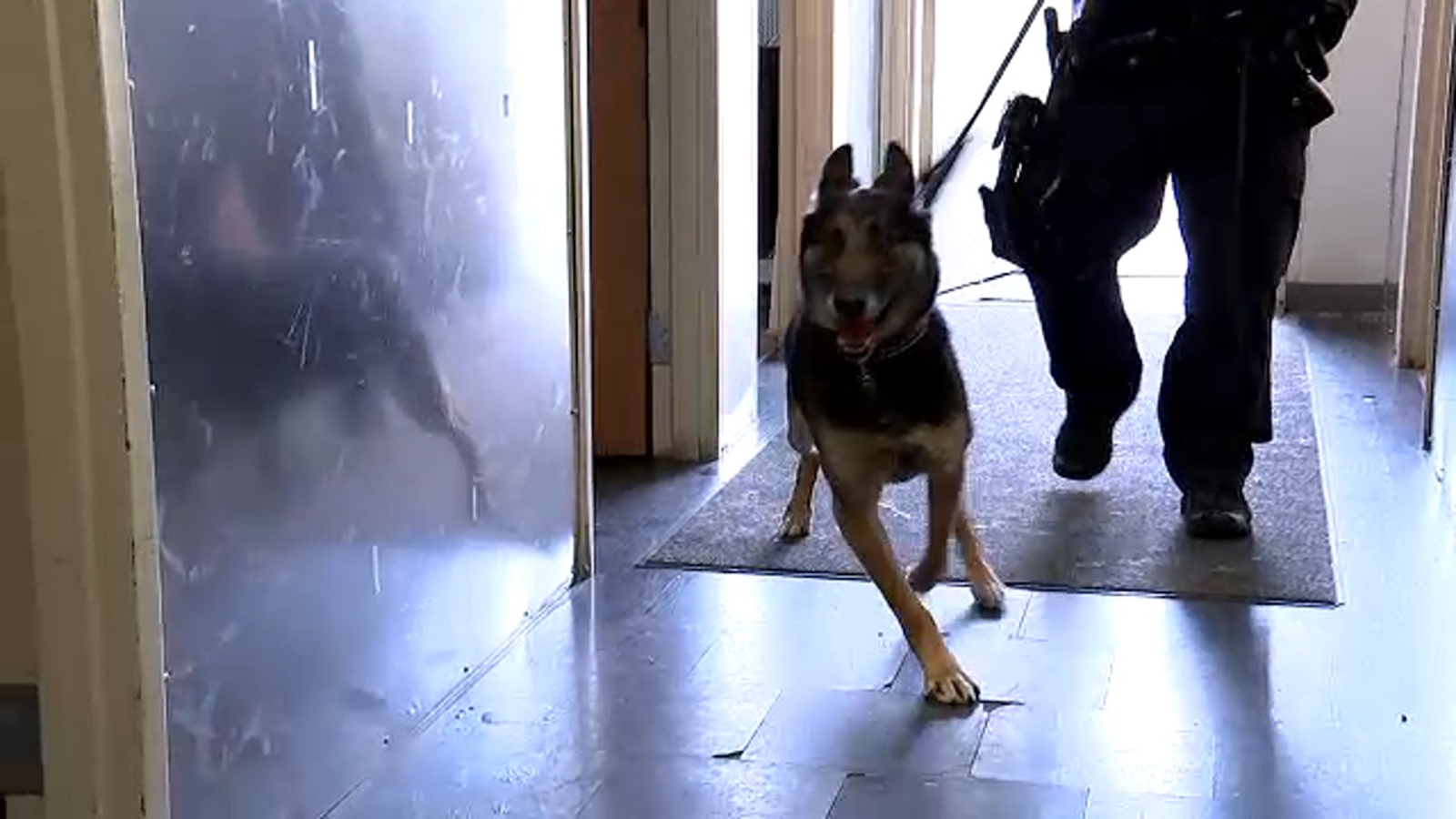 NYPD Detective, K9 'Timoshenko' share special bond - ABC7 New York