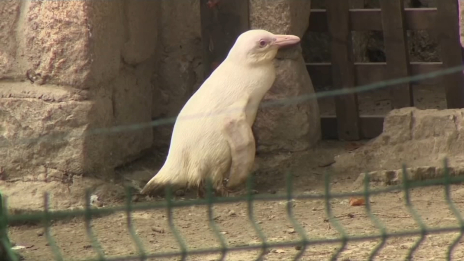 Zoo in Poland welcomes rare white penguin - 6abc Philadelphia