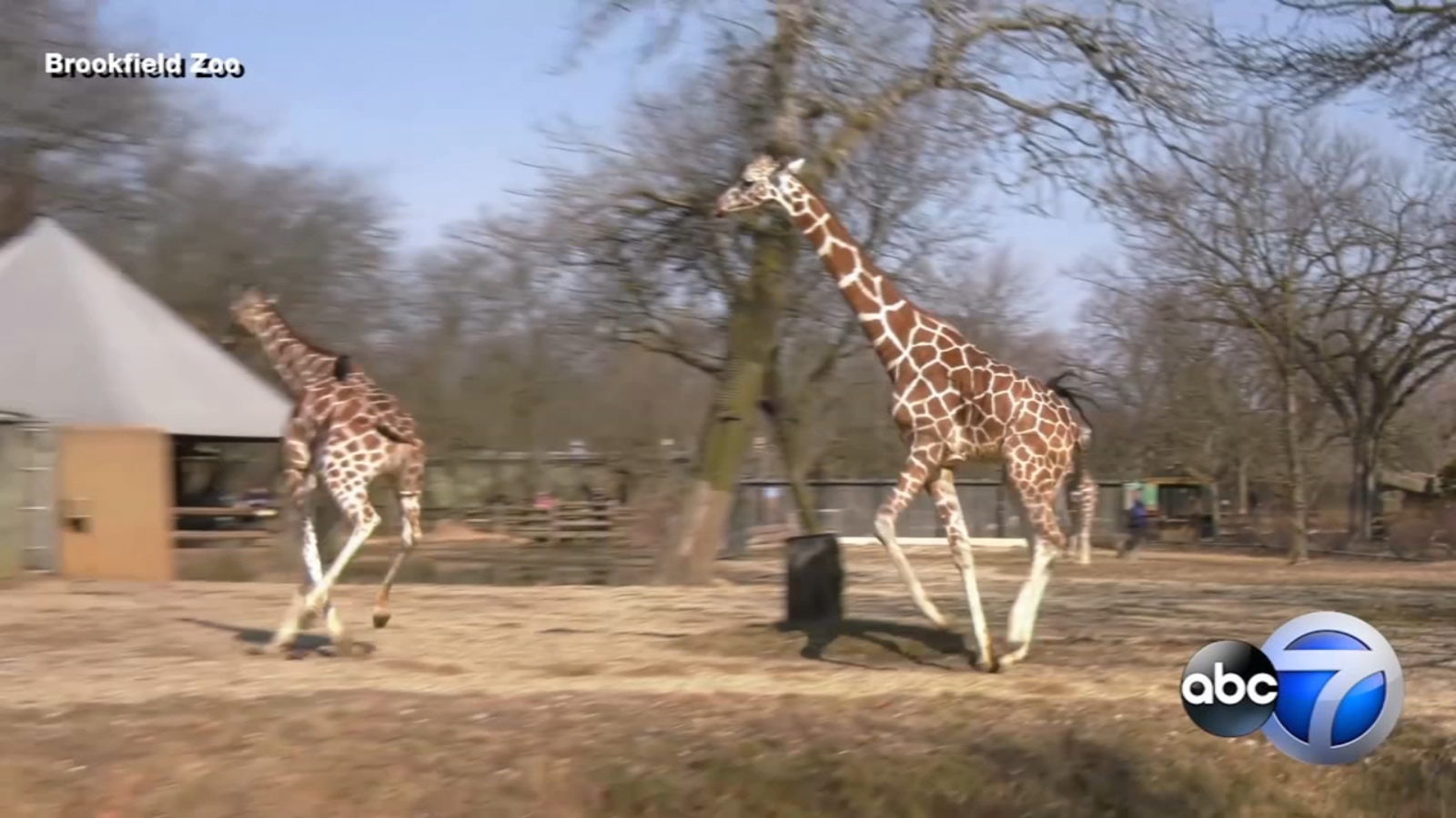 Brookfield Zoo giraffes stretch their legs, soak up spring sun - 6abc ...