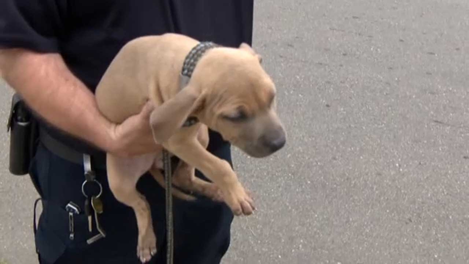 Man hears yelps, helps rescue puppy from storm drain in Stockton, California - ABC7 Los Angeles